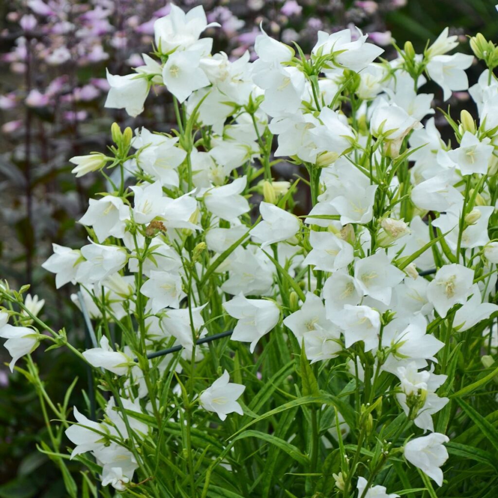 Campanula Takion White