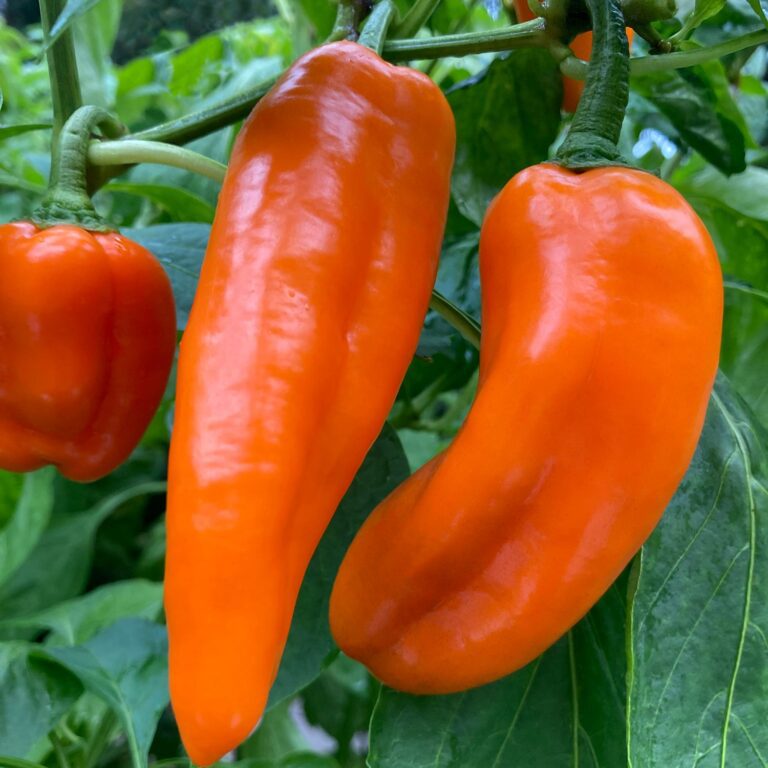 PEPPER POPS® SUGAR KICK™ Pepper