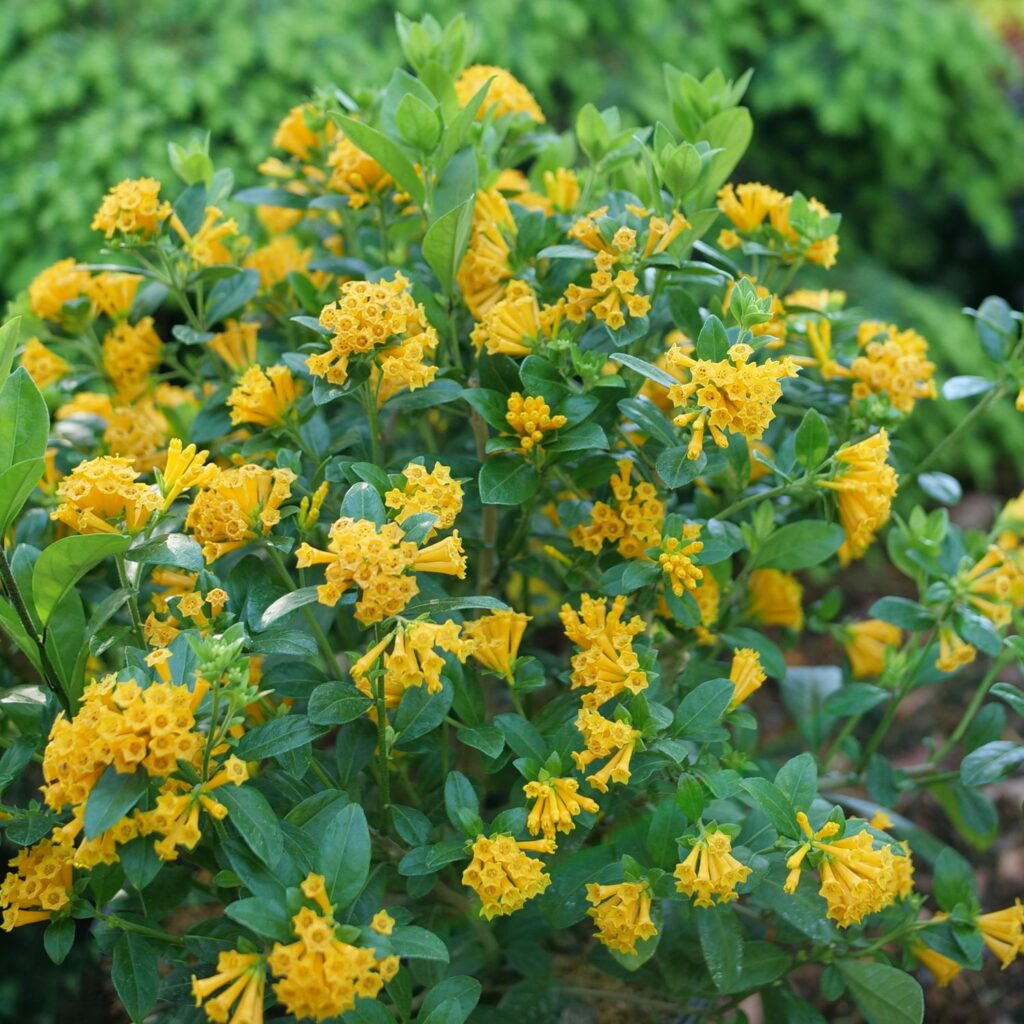 JUICED® Orange Jessamine - Order Online