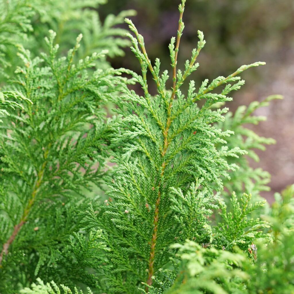CEDAR RAPIDS® False Cypress - Order Online