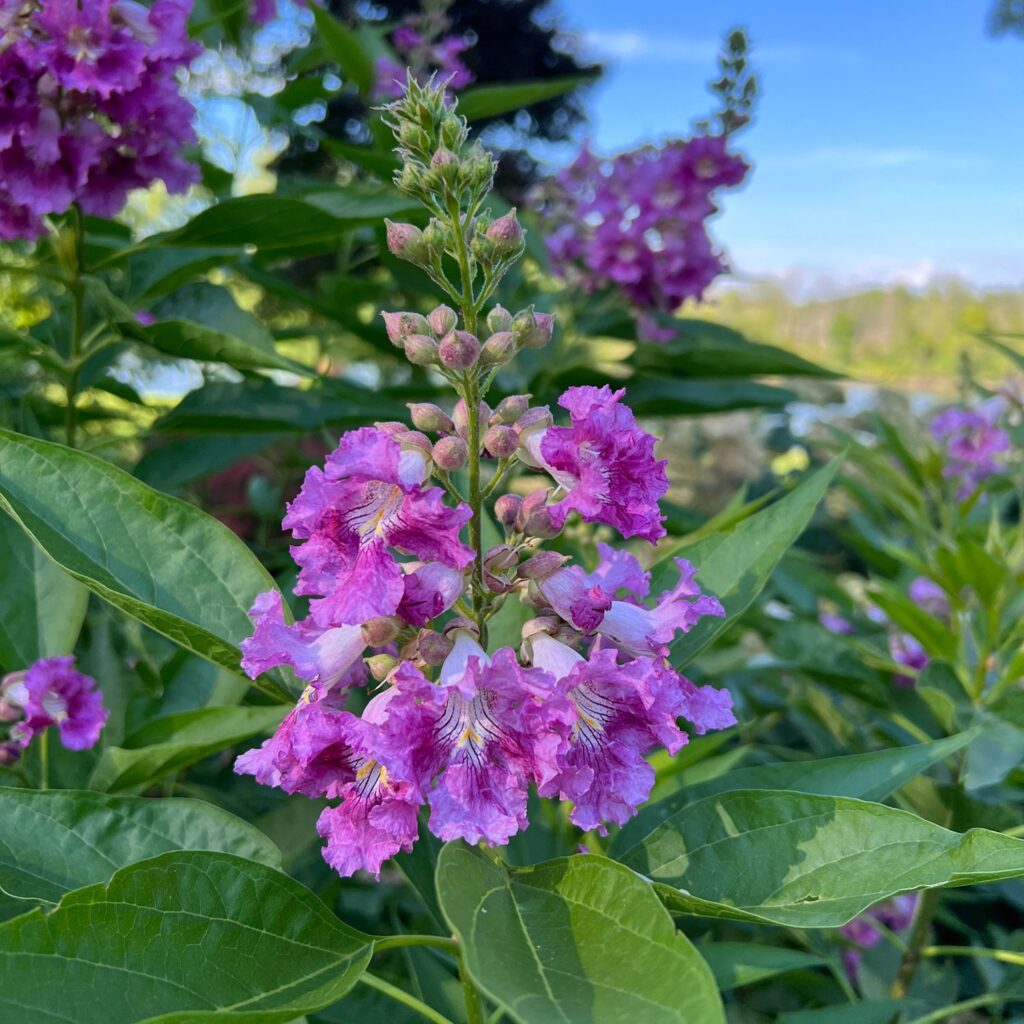 Chitalpa EL NIÑO® - Order Online