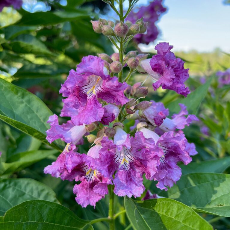 Chitalpa EL NIÑO® - Order Online