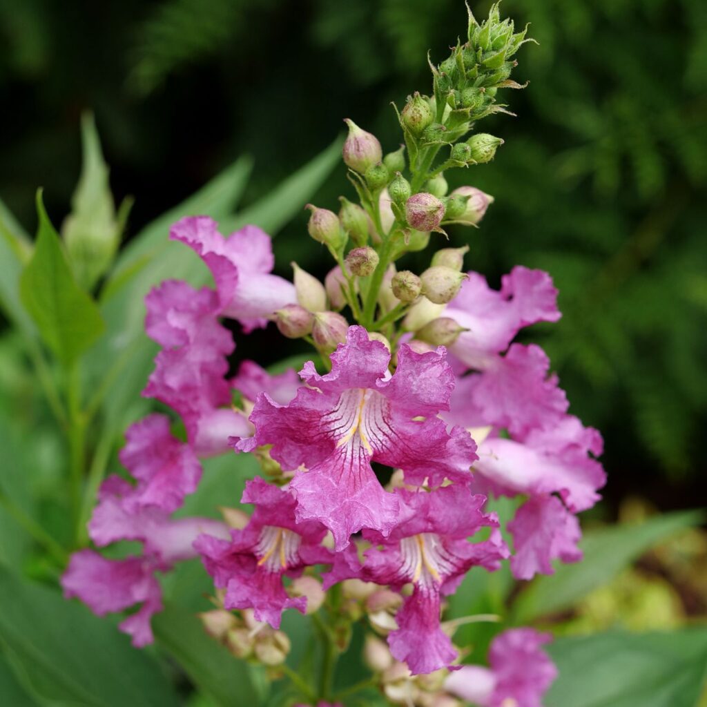 Chitalpa EL NIÑO® - Order Online