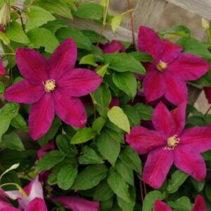 Clematis Sunset - Order Online