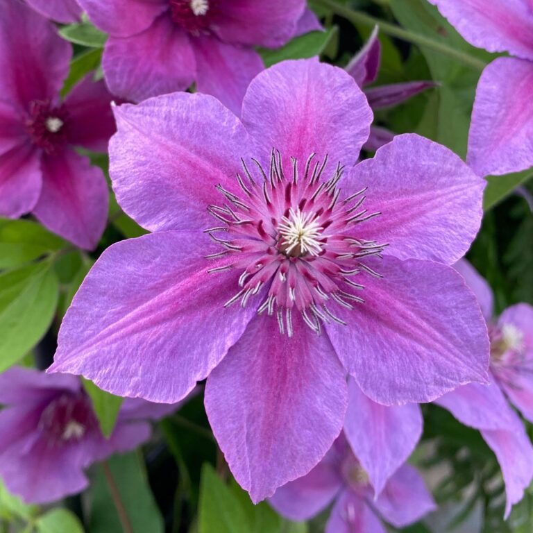 Clematis Care - Planting, Growing & Pruning Information
