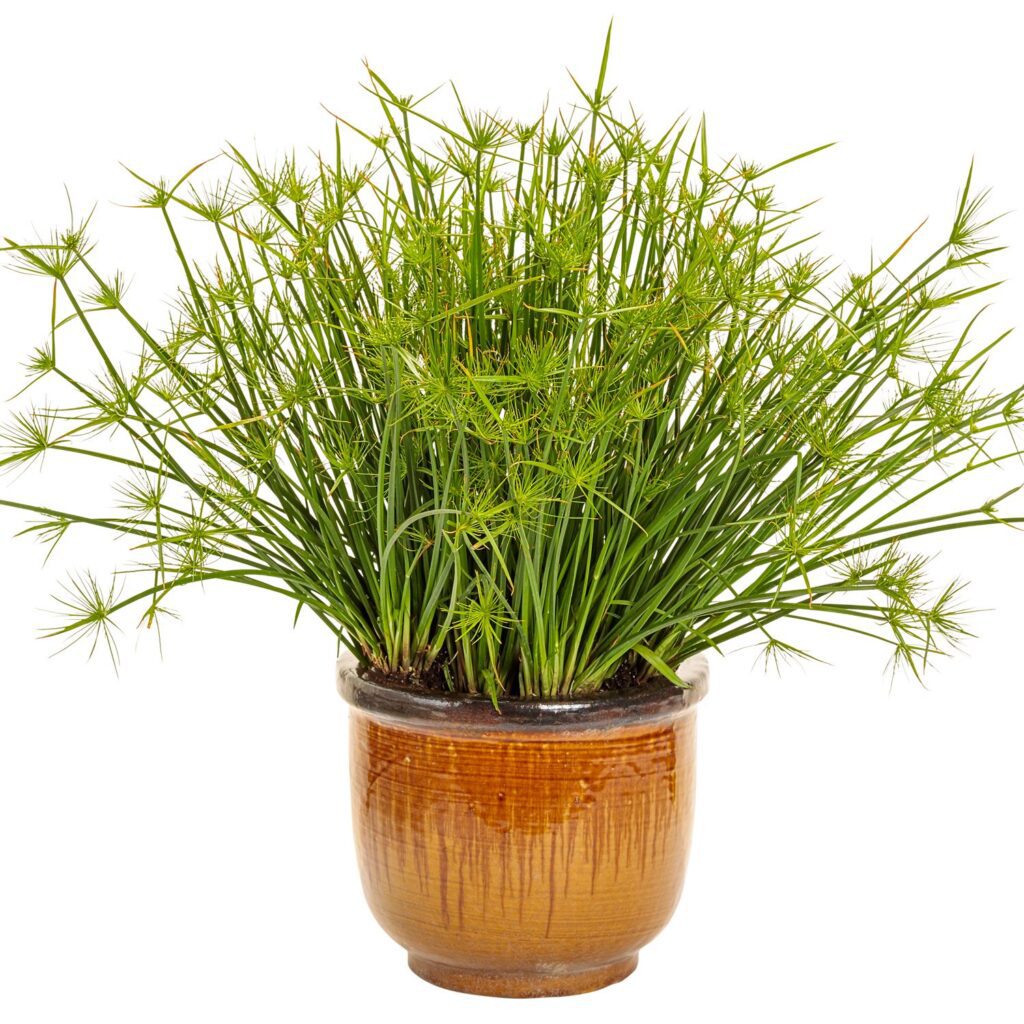 GRACEFUL GRASSES® QUEEN TUT™ Cyperus