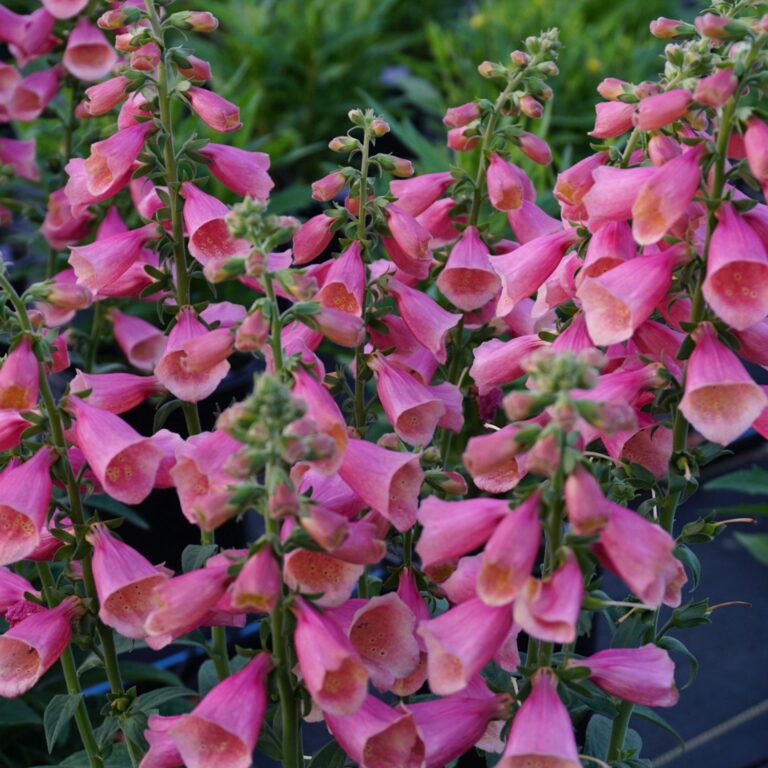 Digitalis Arctic Fox Rose