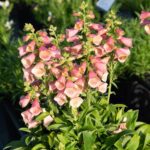 Digitalis Arctic Fox Rose