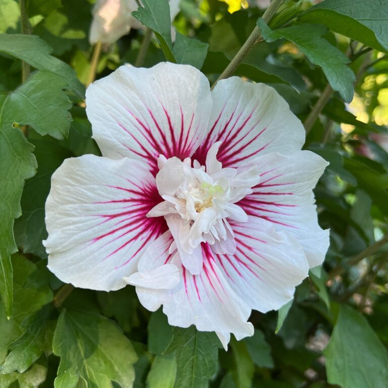 STARBLAST CHIFFON™ Rose of Sharon (Hibiscus) - Garden Crossings