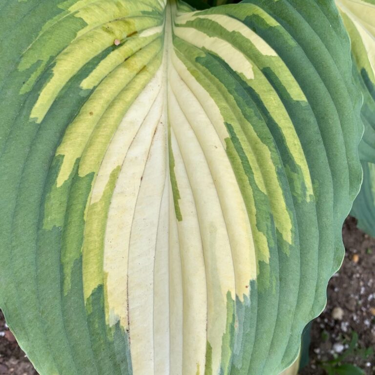 SHADOWLAND® 'Love Story' Hosta