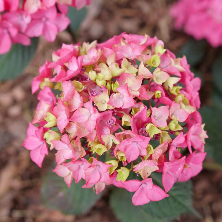 LET’S DANCE LOVABLE® Hydrangea | Proven Winners®