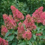 Pinky Winky® Hydrangea | Bicolor Blooming Shrub