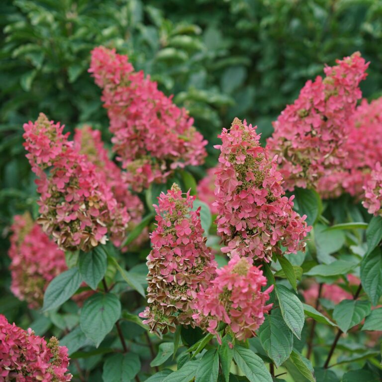 Pinky Winky® Hydrangea | Bicolor Blooming Shrub