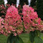 Pinky Winky® Hydrangea | Bicolor Blooming Shrub