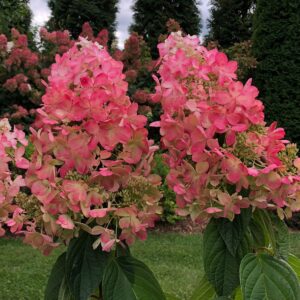Pinky Winky® Hydrangea | Bicolor Blooming Shrub