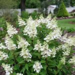 Pinky Winky® Hydrangea | Bicolor Blooming Shrub