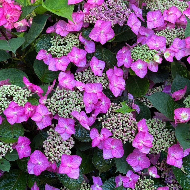 Tuff Stuff Top Fun Hydrangea | Mountain Shrub