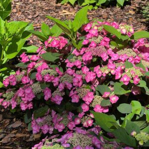 Tuff Stuff Top Fun Hydrangea | Mountain Shrub
