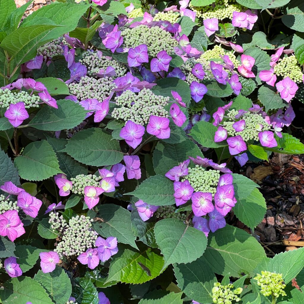 Tuff Stuff Top Fun Hydrangea | Mountain Shrub
