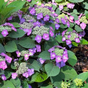 Tuff Stuff Top Fun Hydrangea | Mountain Shrub