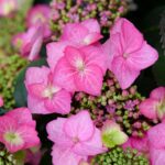 Tuff Stuff Top Fun Hydrangea | Mountain Shrub