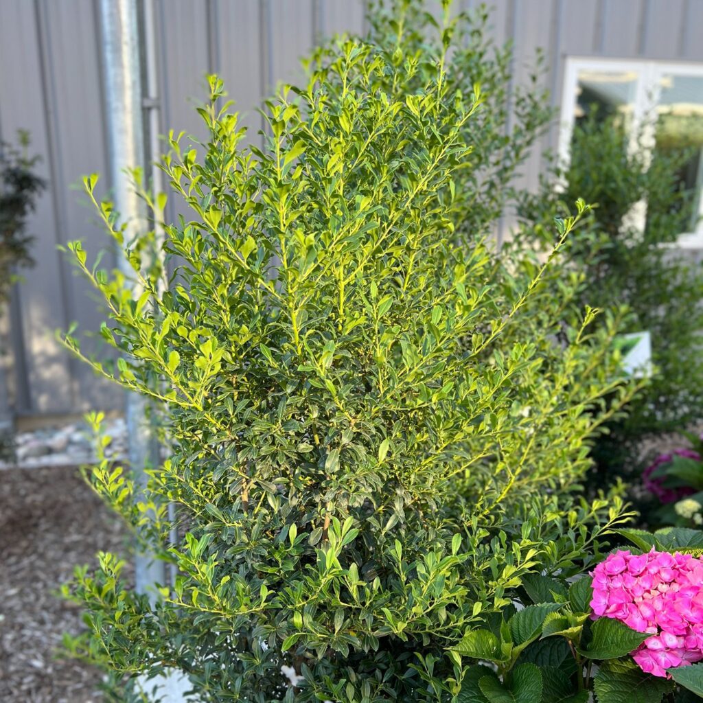 SQUEEZE BOX® Inkberry Holly - Order Online