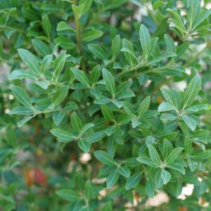 SQUEEZE BOX® Inkberry Holly - Order Online