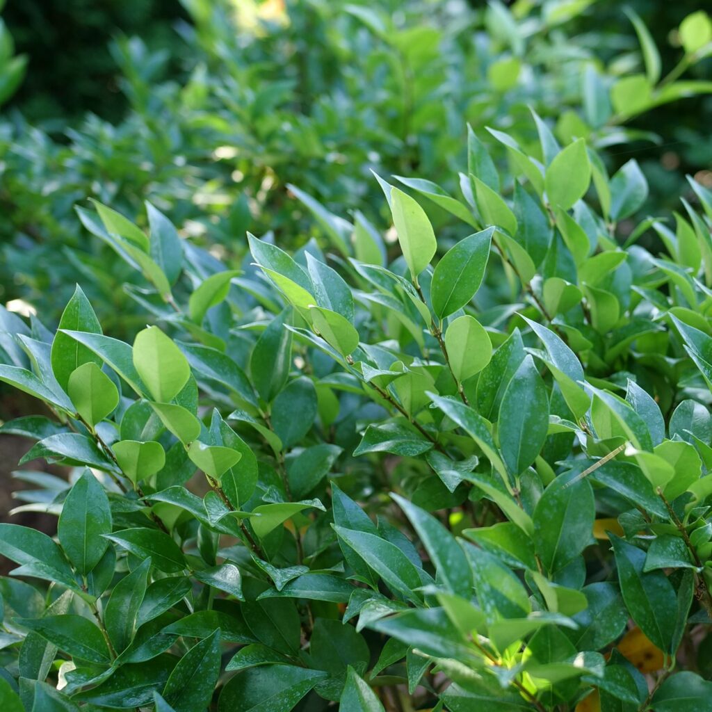 KINDLY™ Ligustrum