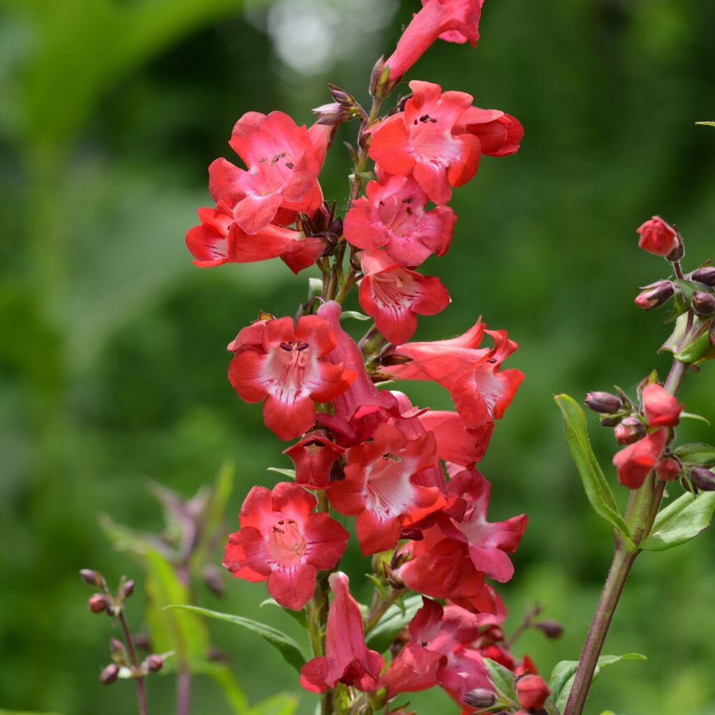 Penstemon Cherry Sparks