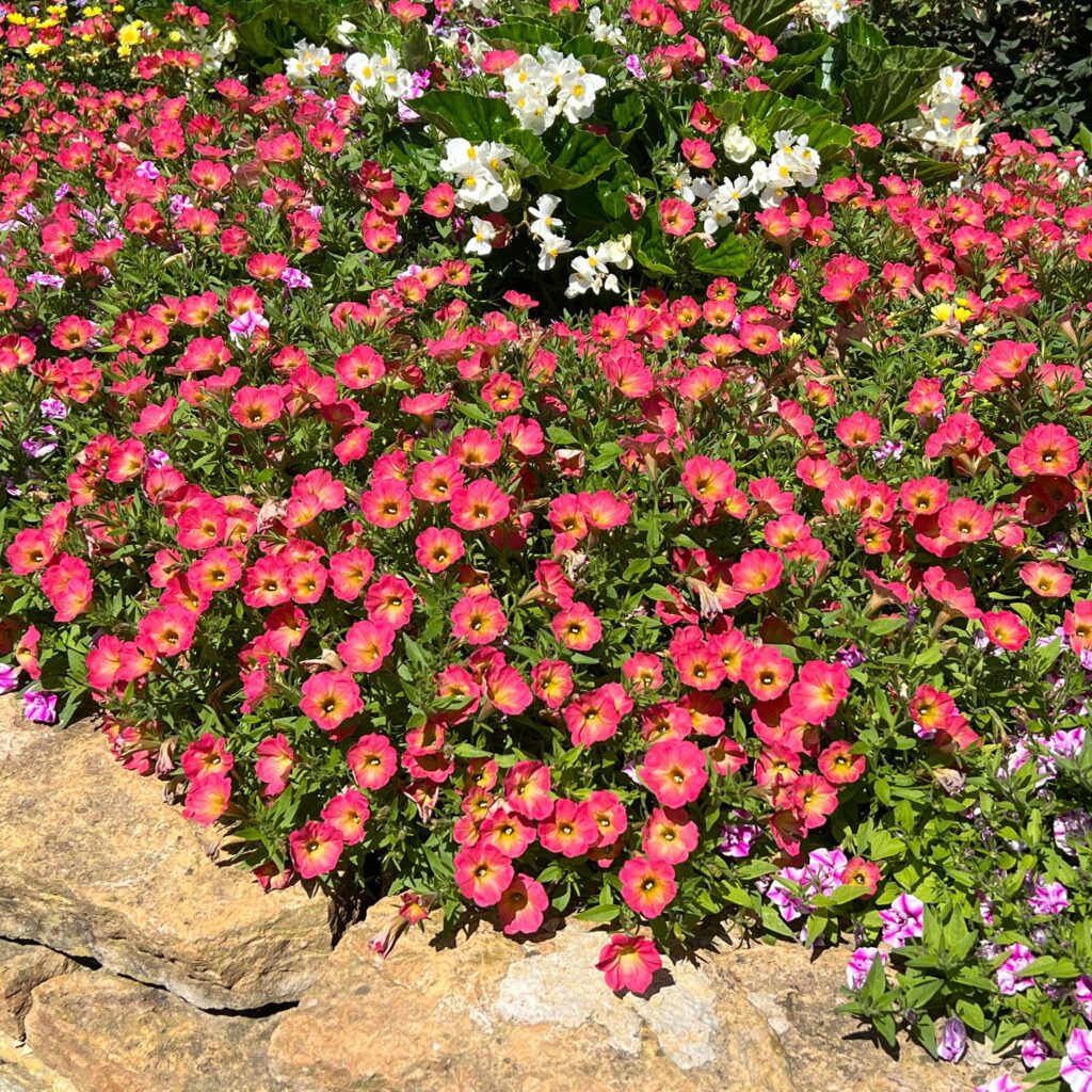SUPERTUNIA® Persimmon Petunia – Garden Crossings