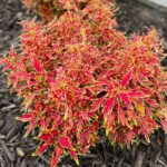 COLORBLAZE® MINI ME™ Watermelon Coleus – Order Online