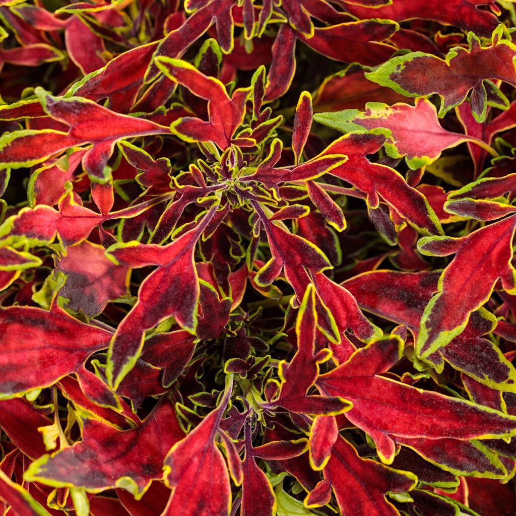COLORBLAZE® MINI ME™ Watermelon Coleus – Order Online