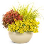 COLORBLAZE® MINI ME™ Watermelon Coleus – Order Online