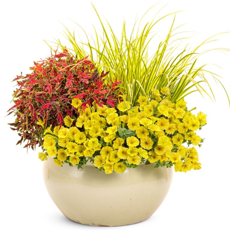 COLORBLAZE® MINI ME™ Watermelon Coleus – Order Online