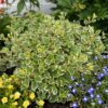 Variegated Swedish Ivy (Plectranthus) - Order Online