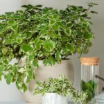 Variegated Swedish Ivy (Plectranthus) - Order Online