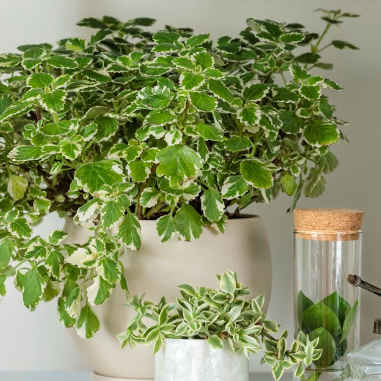 Variegated Swedish Ivy (Plectranthus) - Order Online