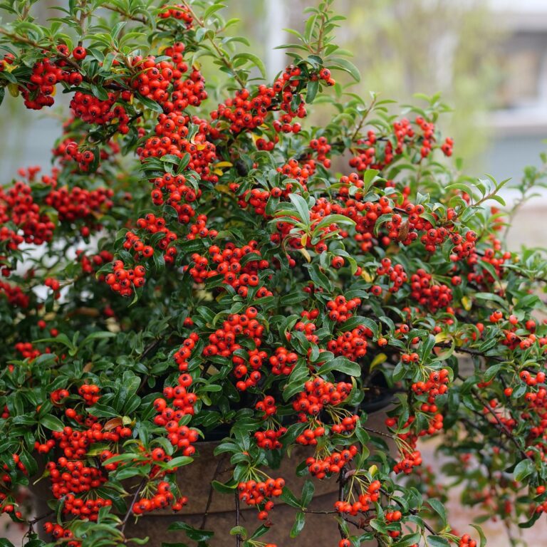 BERRY BOX® Pyracomeles