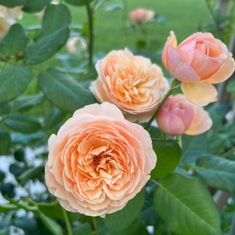 FLAVORETTE® Honey Apricot Rose | Edible Garden Shrub