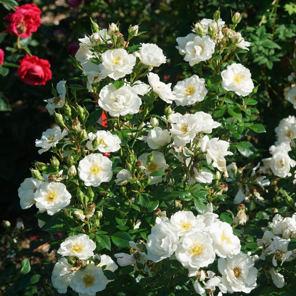 OSO EASY ICE BAY® Rose – Garden Crossings