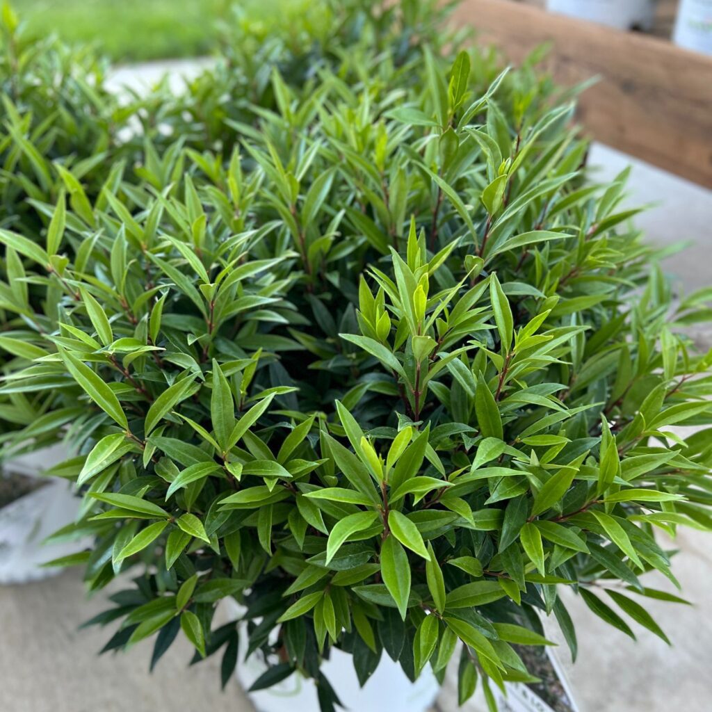 SWEET & LO™ Sweet Box (Sarcococca) - Order Online