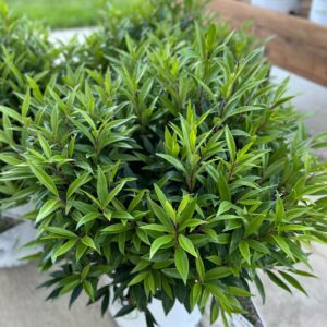 SWEET & LO™ Sweet Box (Sarcococca) - Order Online