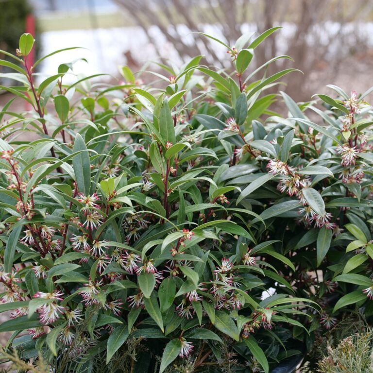 SWEET & LO™ Sweet Box (Sarcococca) - Order Online