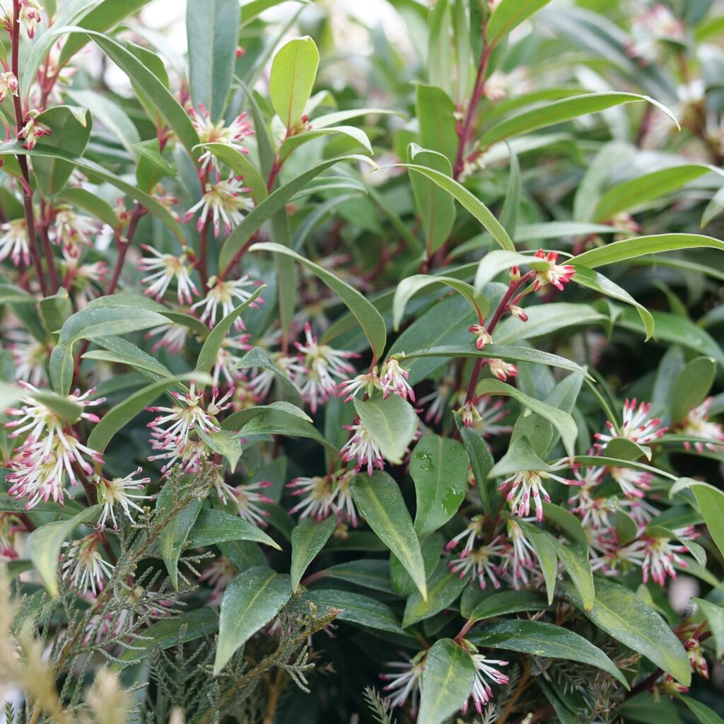 SWEET & LO™ Sweet Box (Sarcococca) - Order Online