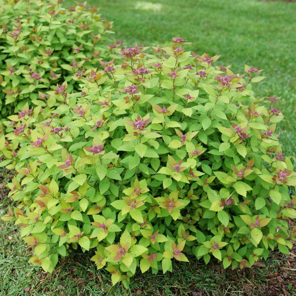 Spiraea DOUBLE PLAY DOLLY® – Garden Crossings