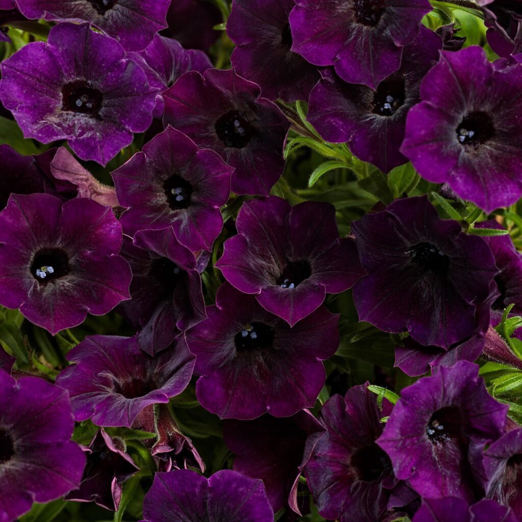 SUPERTUNIA MINI VISTA® Midnight Petunia – Order Online