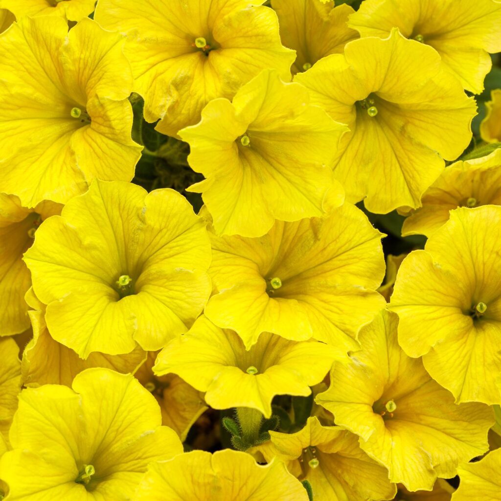 SUPERTUNIA MINI VISTA® Yellow Petunias - Order Online