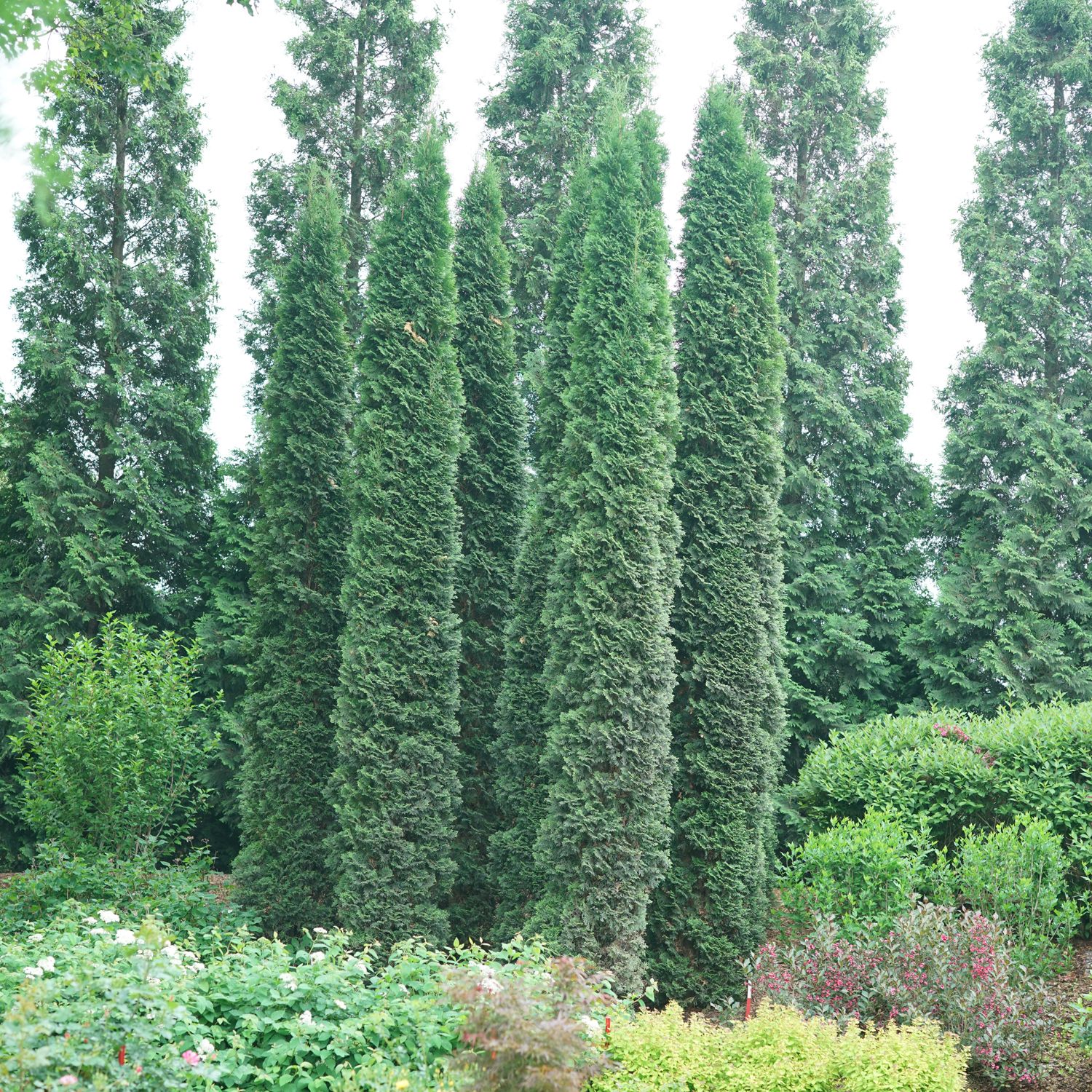 Thuja arborvitae store