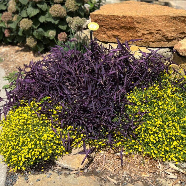 Purple Queen Tradescantia - Order Online