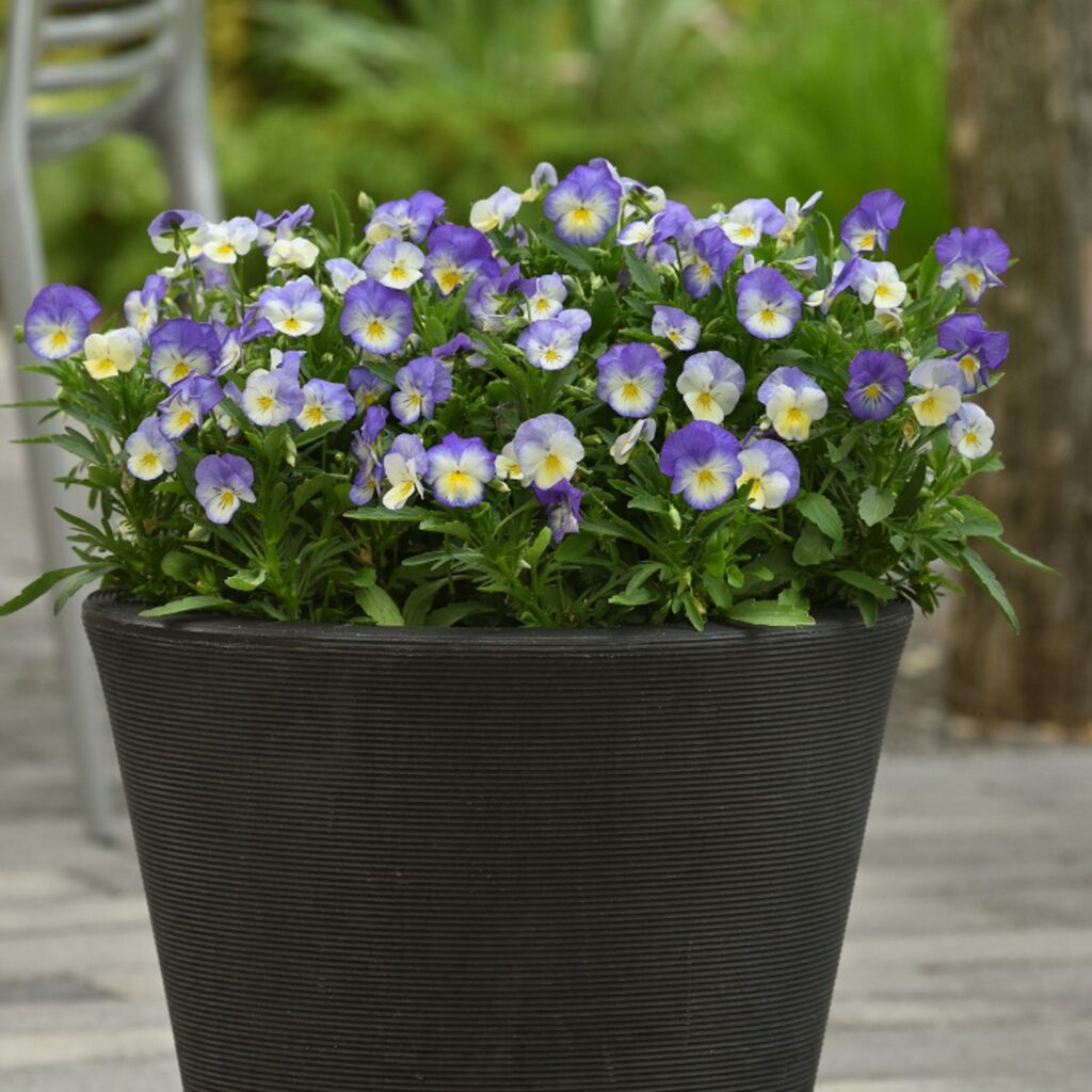 Viola Halo Sky Blue